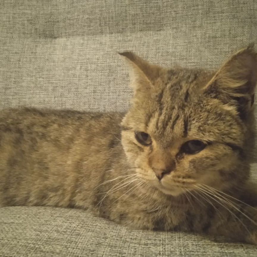 Шотланскую кошку выкинули