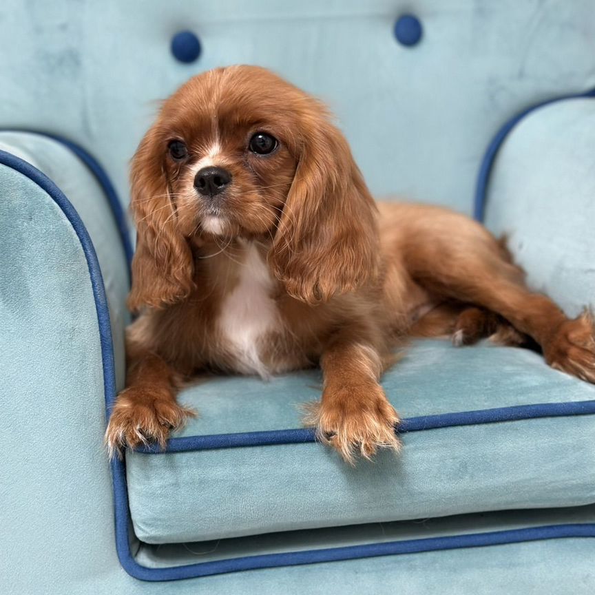 Кавалер кинг-чарльз-спаниель, щенок