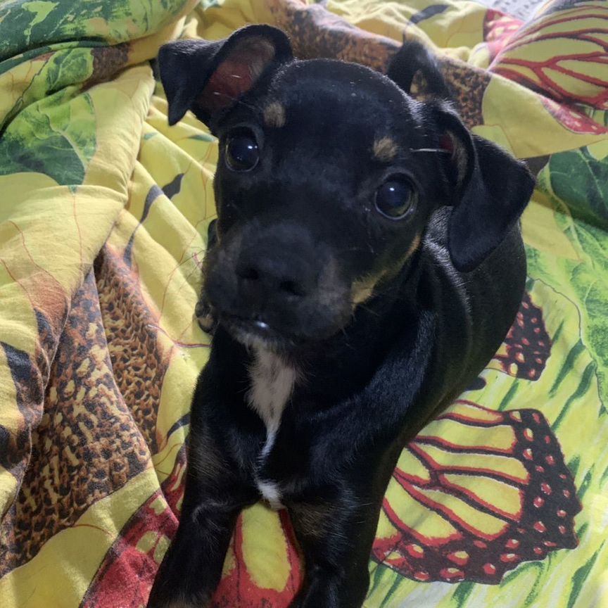 Русский той-терьер, щенок