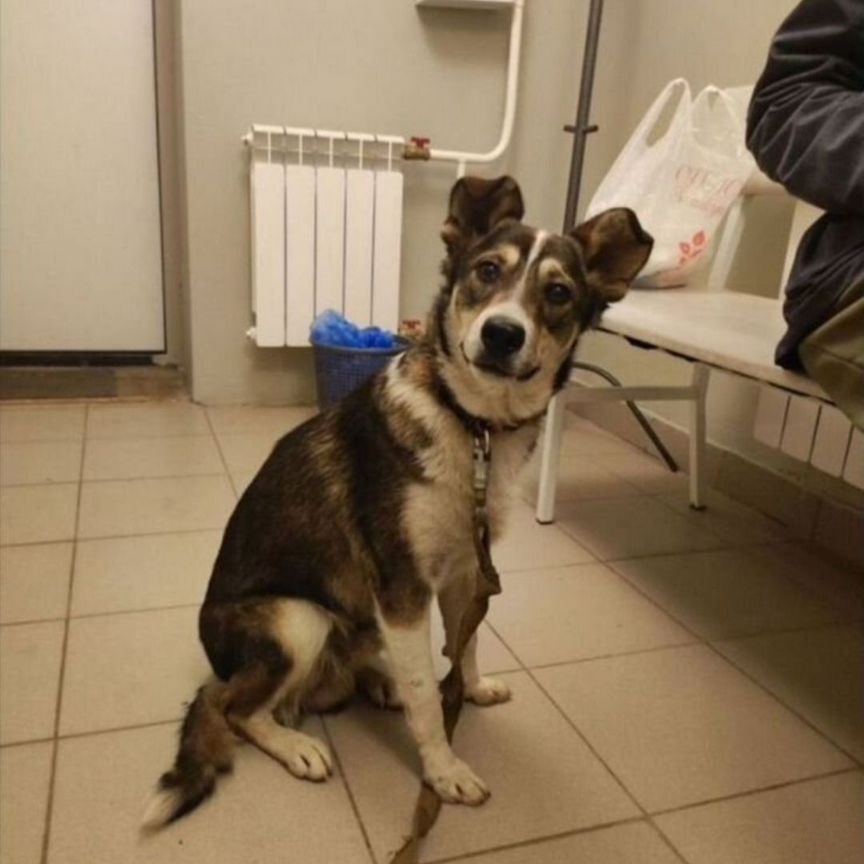 Небольшой, милый песик, 1 годик в добрые ручки