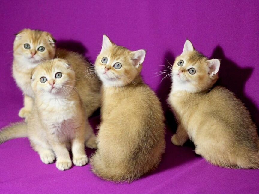 Шотландские вислоухие шиншиллы
