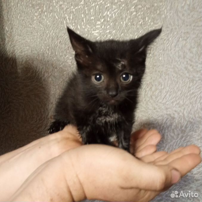 Маленький котеночек найден на улице