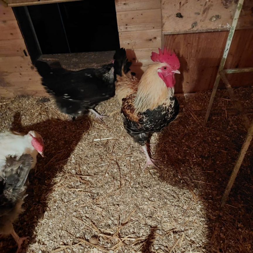 Молодые петухи