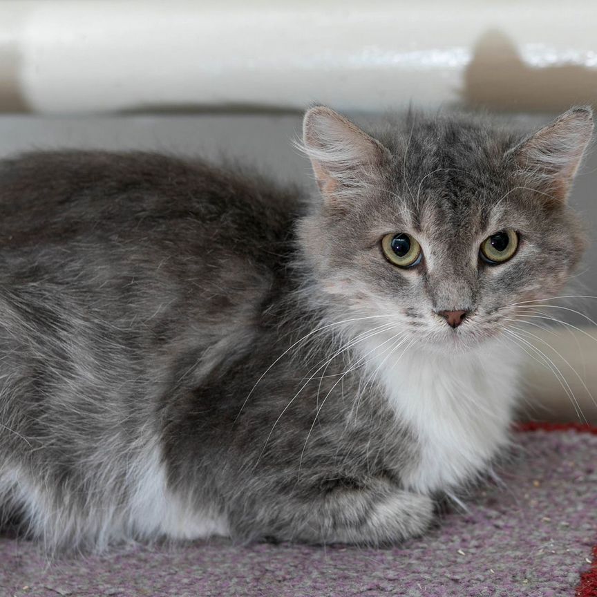 Серый Котик в добрые руки