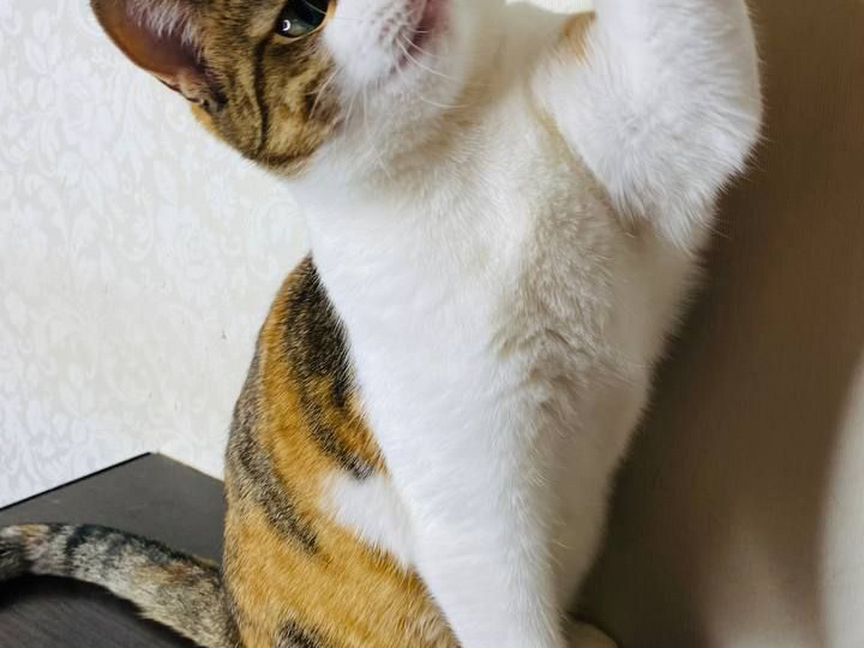 Кошки в добрые руки