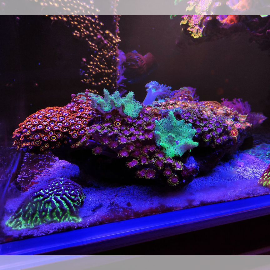 Живые кораллы