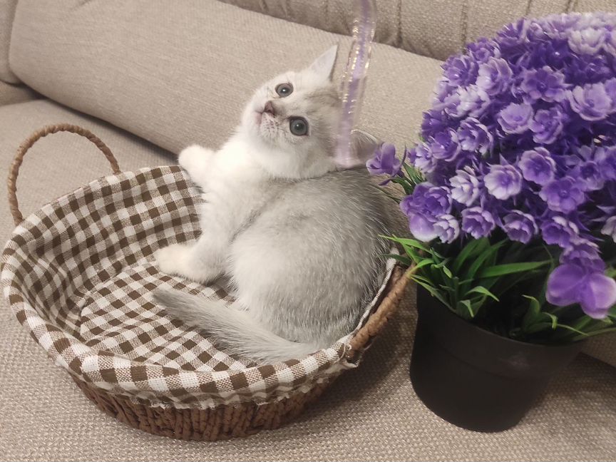 Шотландские золотые шиншиллы котята