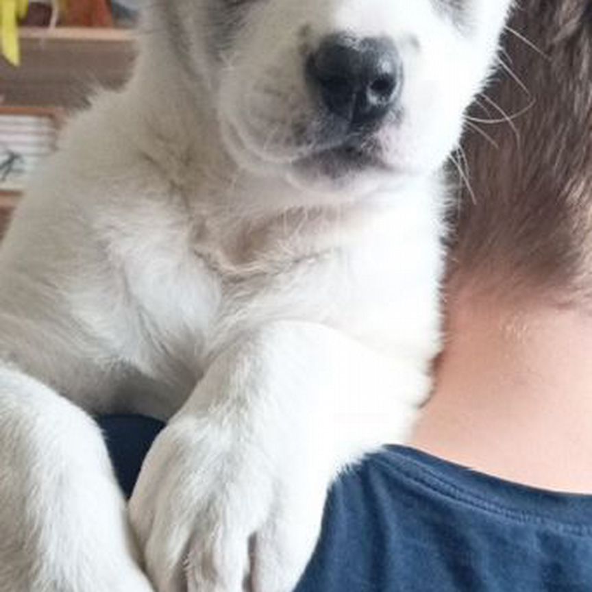 Щенок алабая