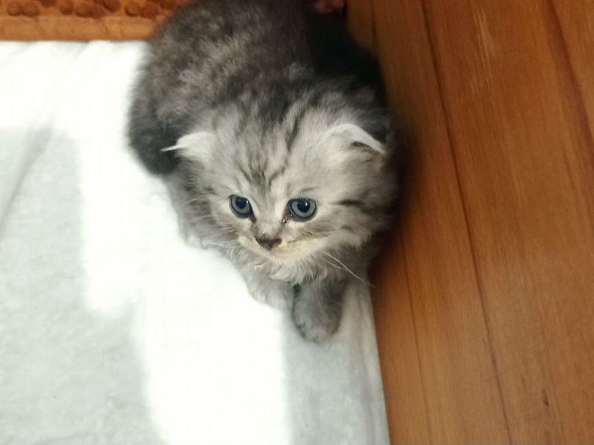 Шотландская кошечка