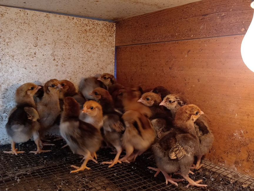 Цыплята и цесарята