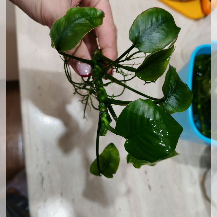 Растения для аквариума