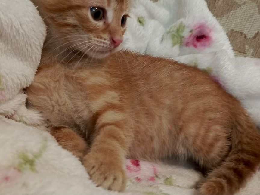 Котята в добрые руки бесплатно
