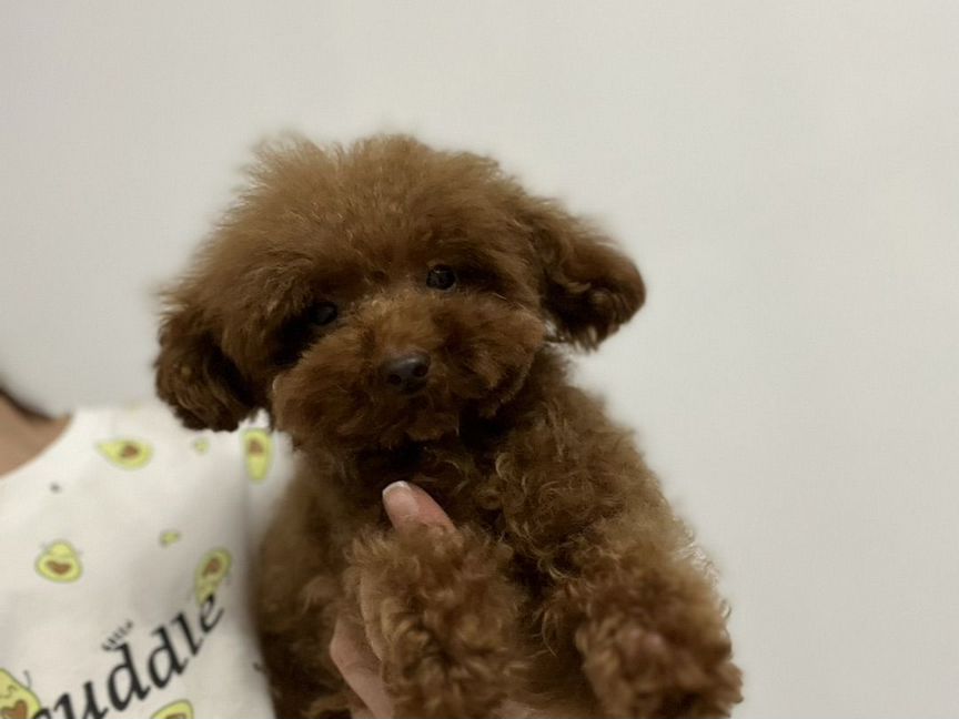 Мальчик Тикап Тедди пудель 1,3кг редбраун