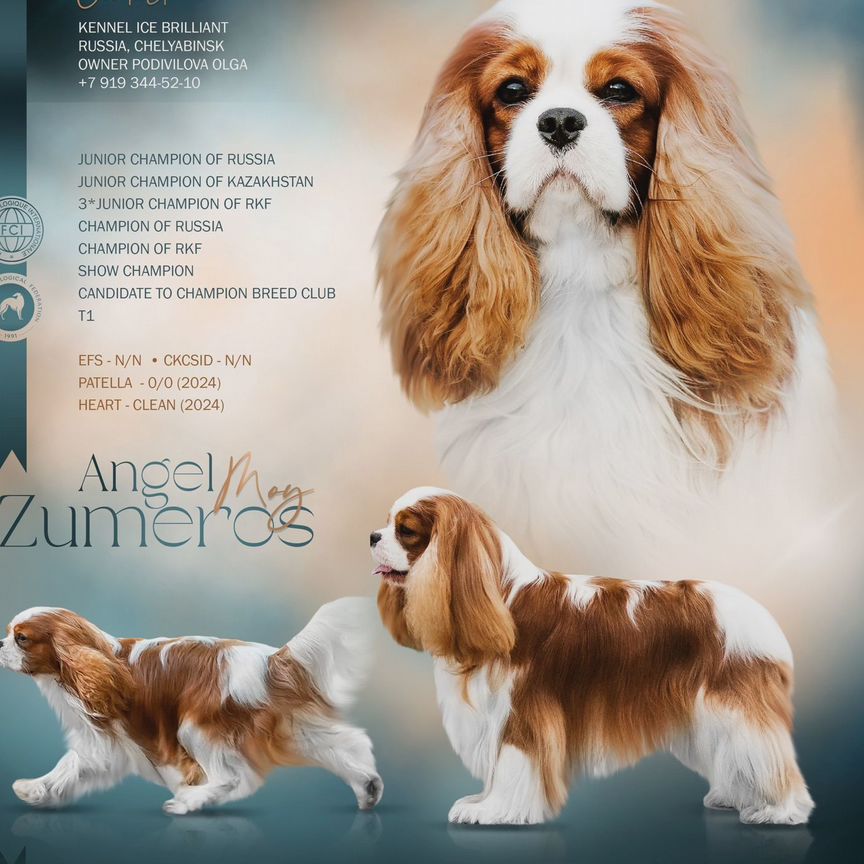Кавалер кинг чарльз спаниель вязка