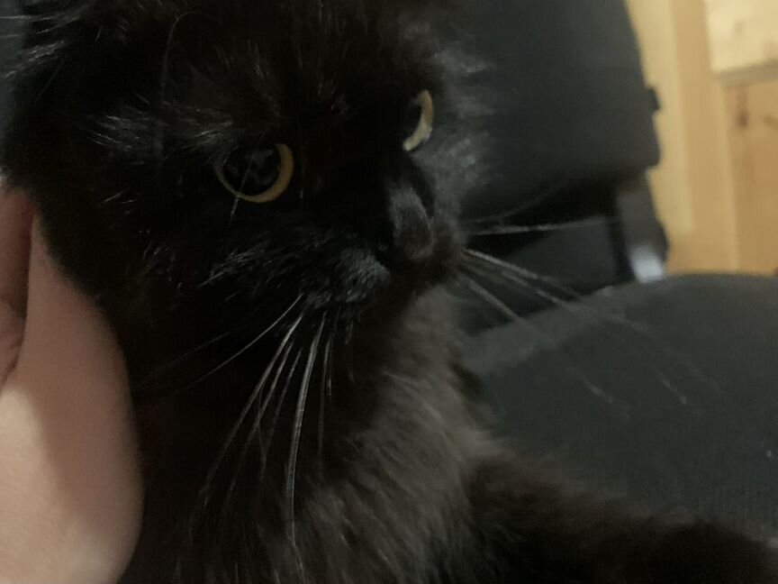 Британская кошечка в добрые руки