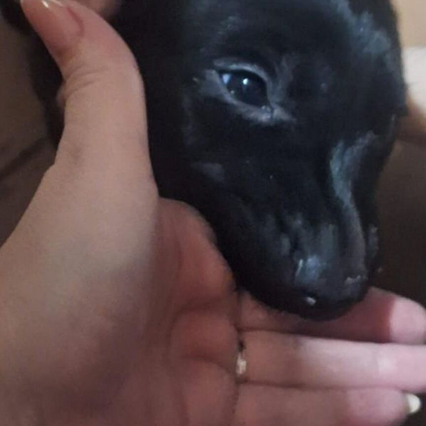 Щенок полтора месяца