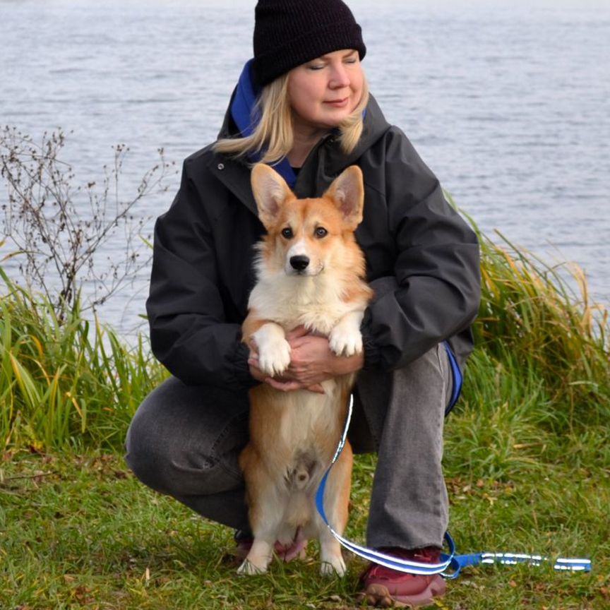 Вельш Корги Пемброк, щенок