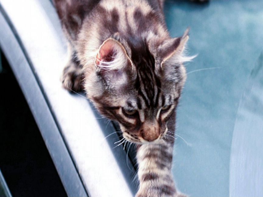 Мейн Кун полидакт кот продажа