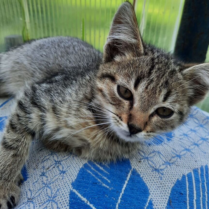 Котёнок