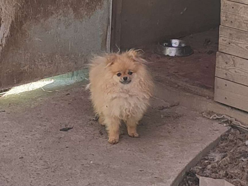 Померанский шпиц