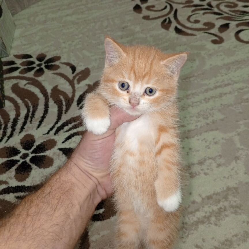 Котята от вислоухой британки бесплатно