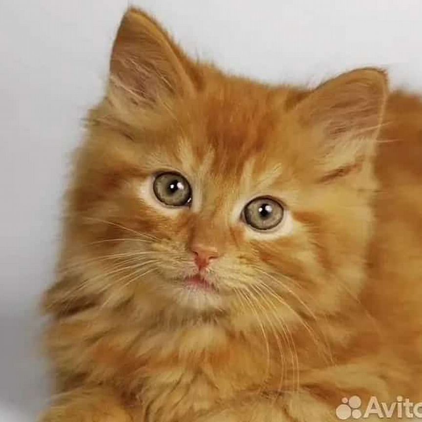 Котёнок пушистый мальчик 2 месяца