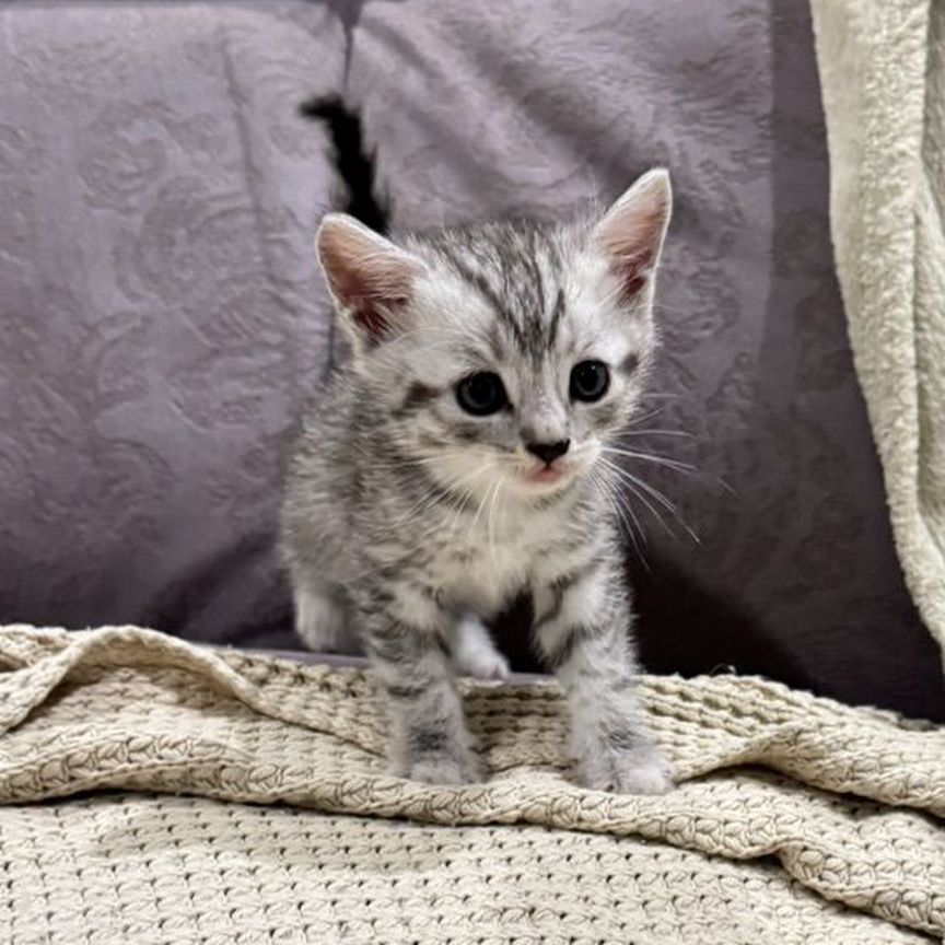 Котенок в добрык руки