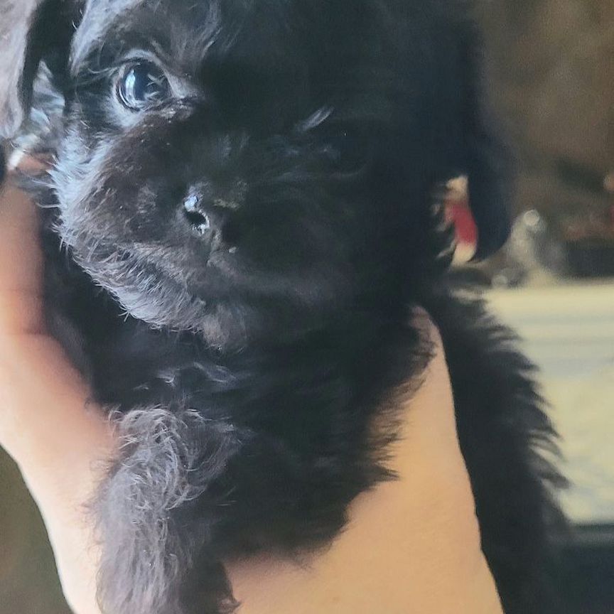 Мальтипу, щенок