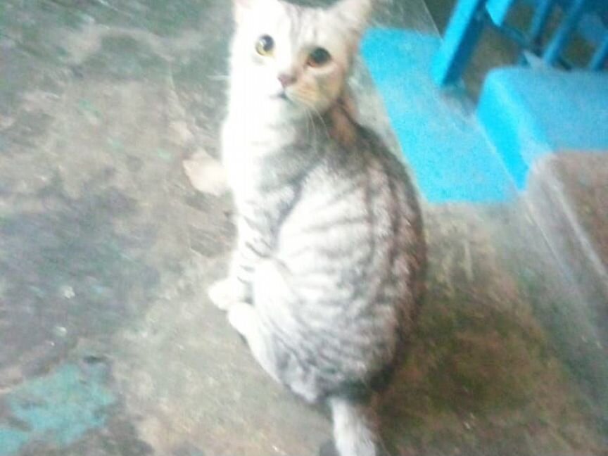 Кошка египетская мау