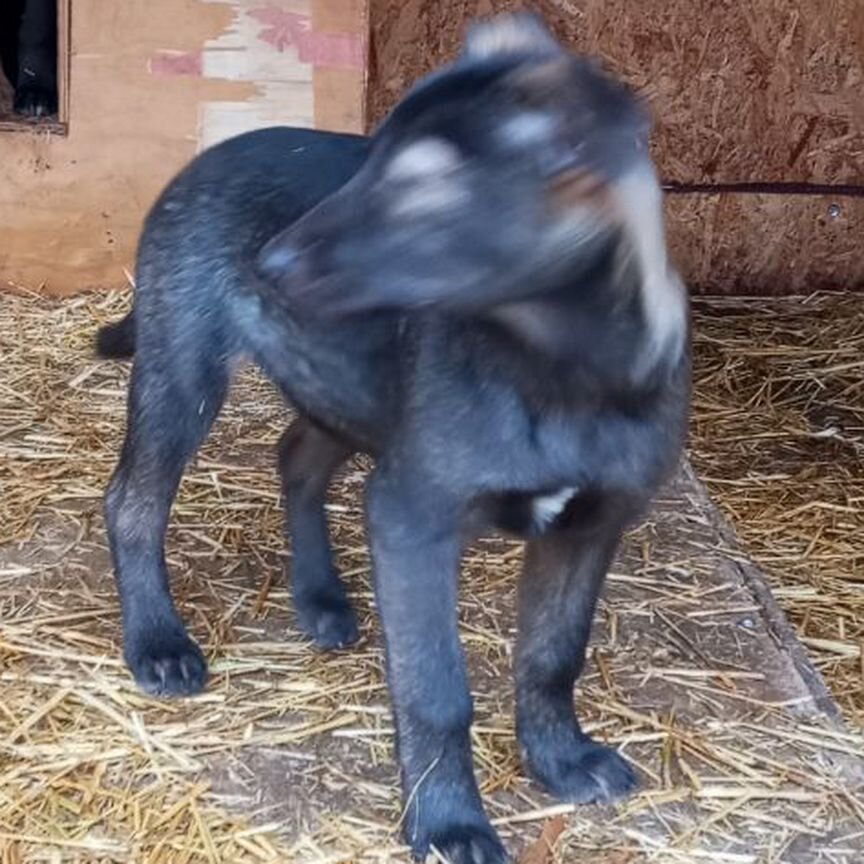 Щенок в добрые руки