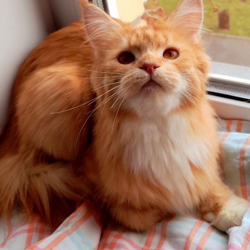 Мейн-кун котёнок