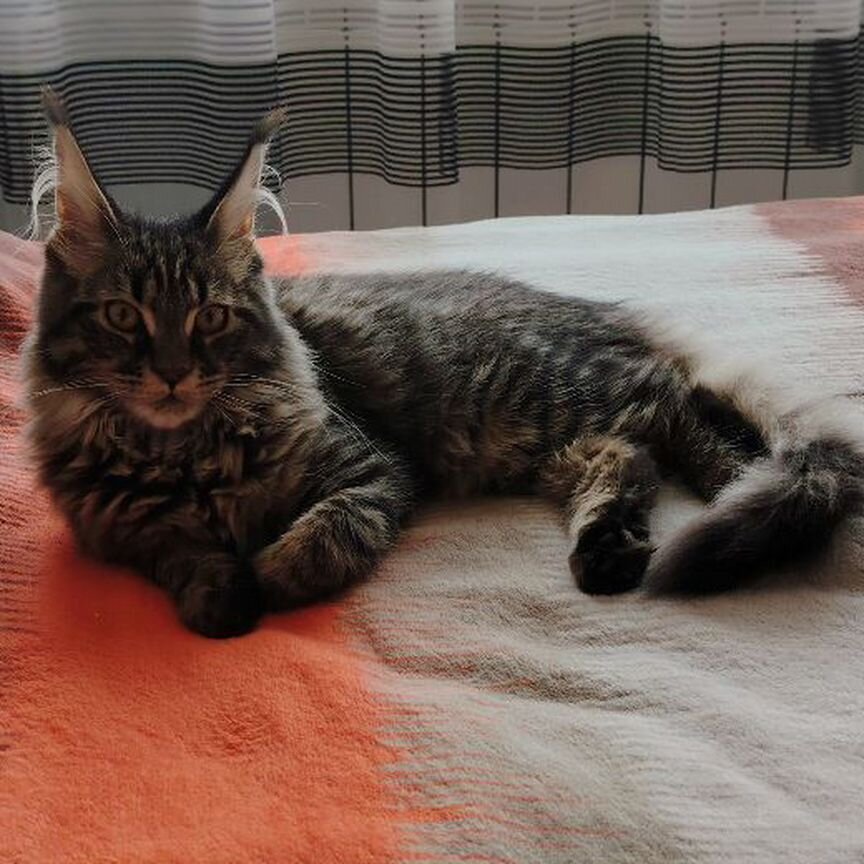 Мейн-кун котёнок