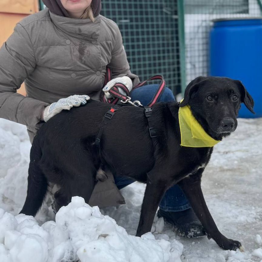 Взрослый пёс в добрые руки