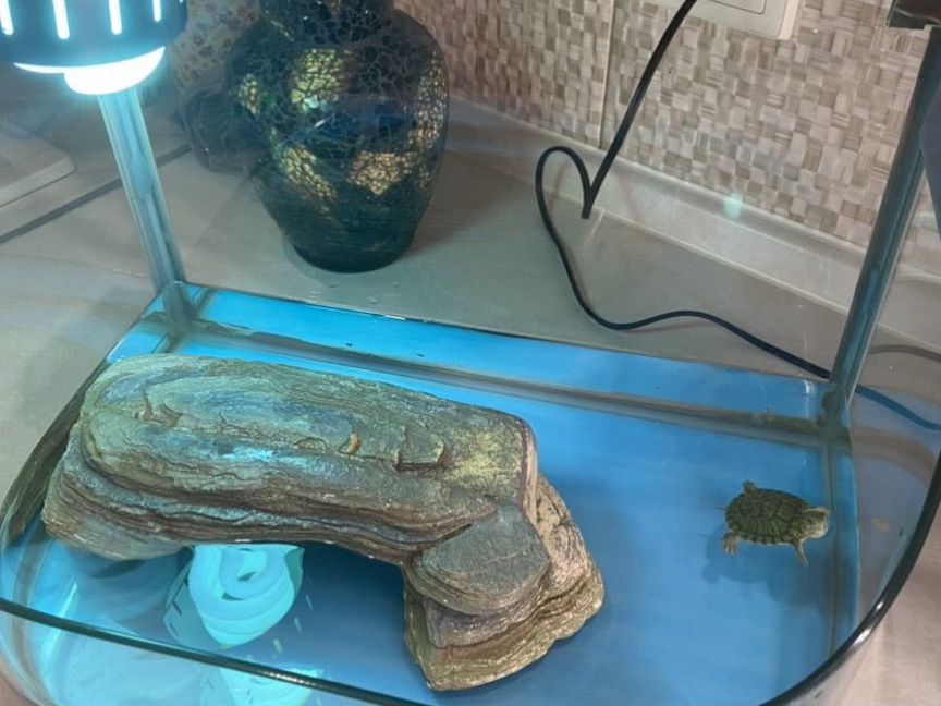 Аквариум для черепашки