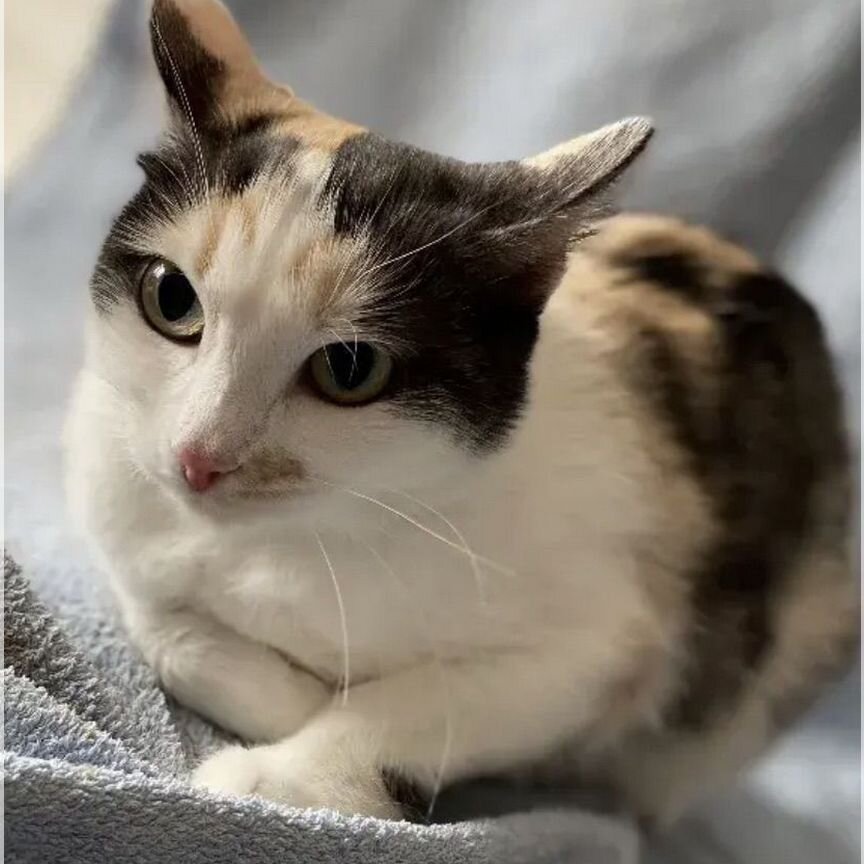 Взрослая, кошка в добрые руки