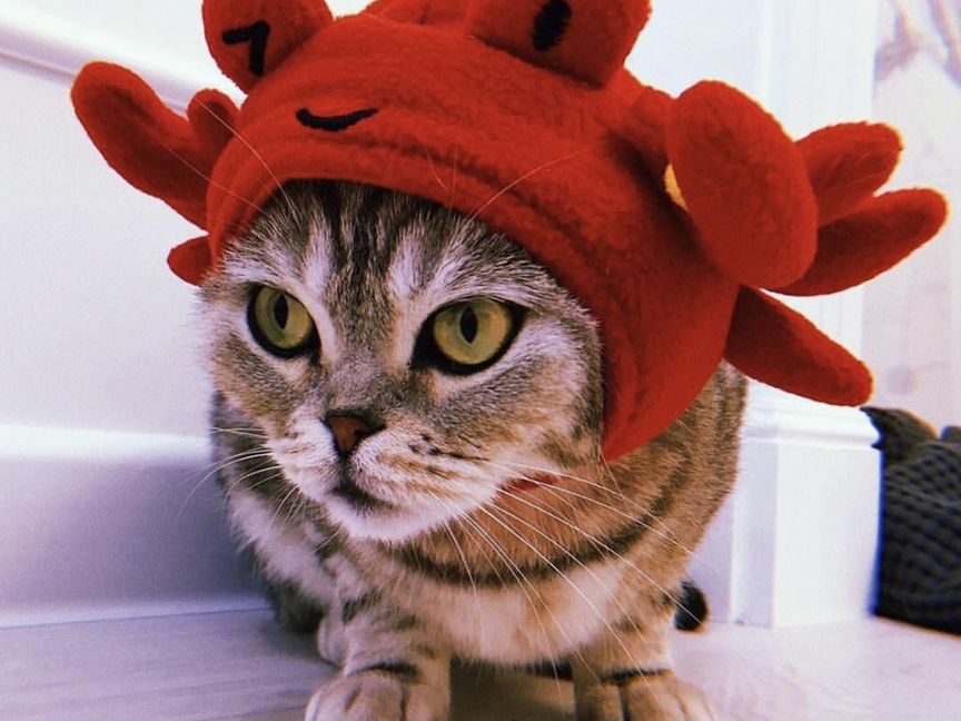 Шапка краб для животных собак кошек маскарад костю