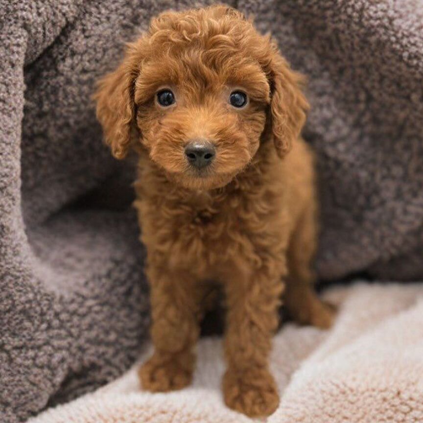 Той-пудель, щенок