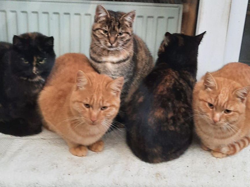 Котят просто бросили