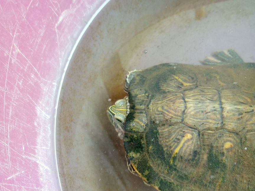 Отдам даром черепах