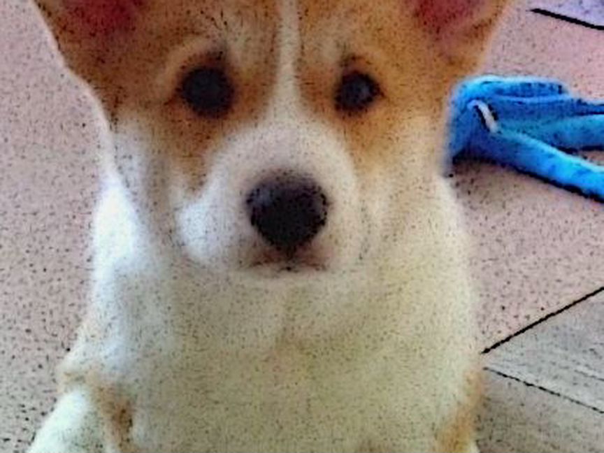 Чистокровные щенки Вельш-Корги Пемброк