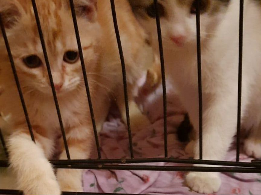 Котята в добрые руки