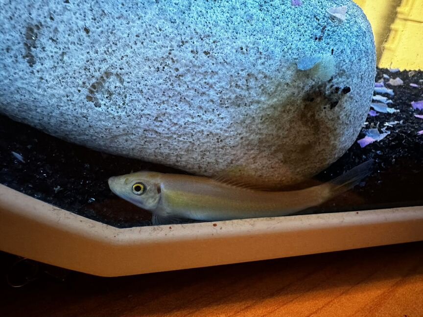 10 гуппи, 1 сом, 2 улитки, корм