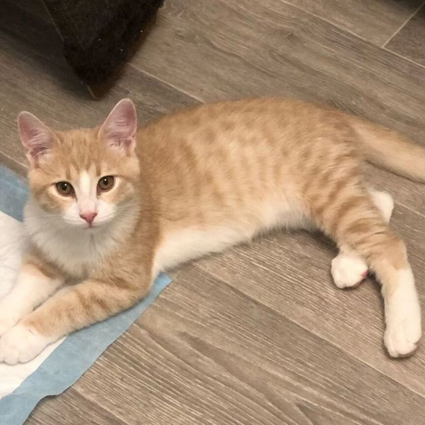 Котенок Персик в добрые руки
