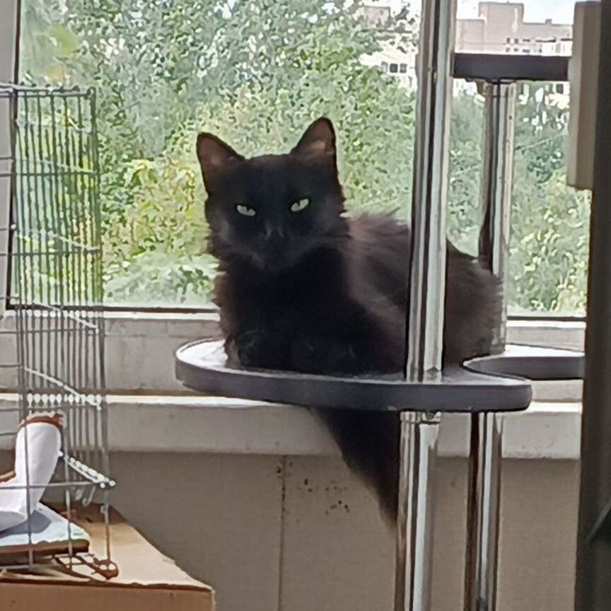 Кошка 7 месяцев