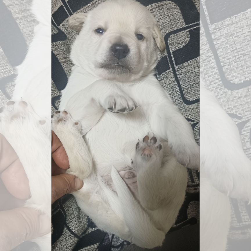 Щенок в добрые руки