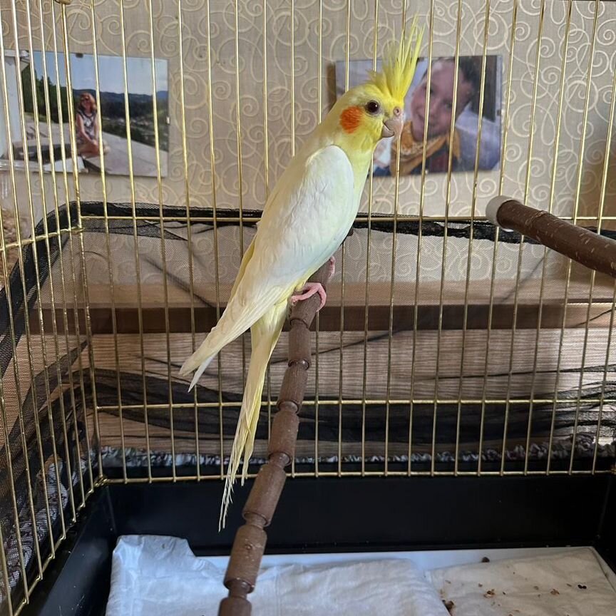 Попугай корелла ручной