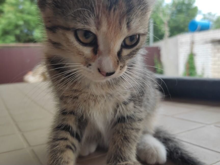 Трехцветная кошечка