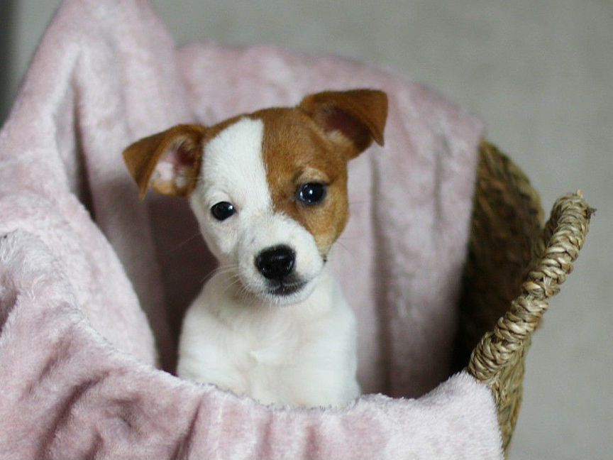 Джек Рассел терьер Девочка