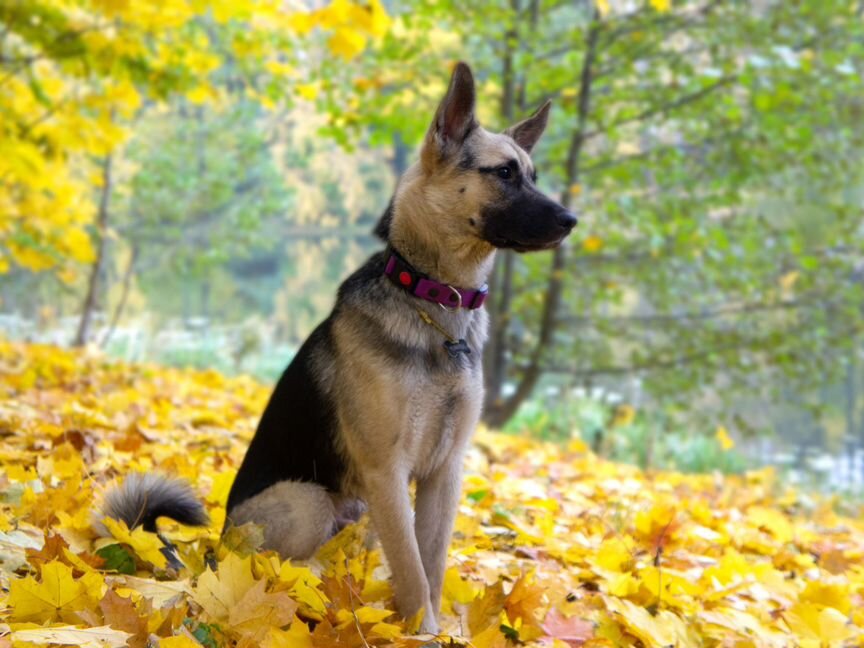 Клайд в добрые руки