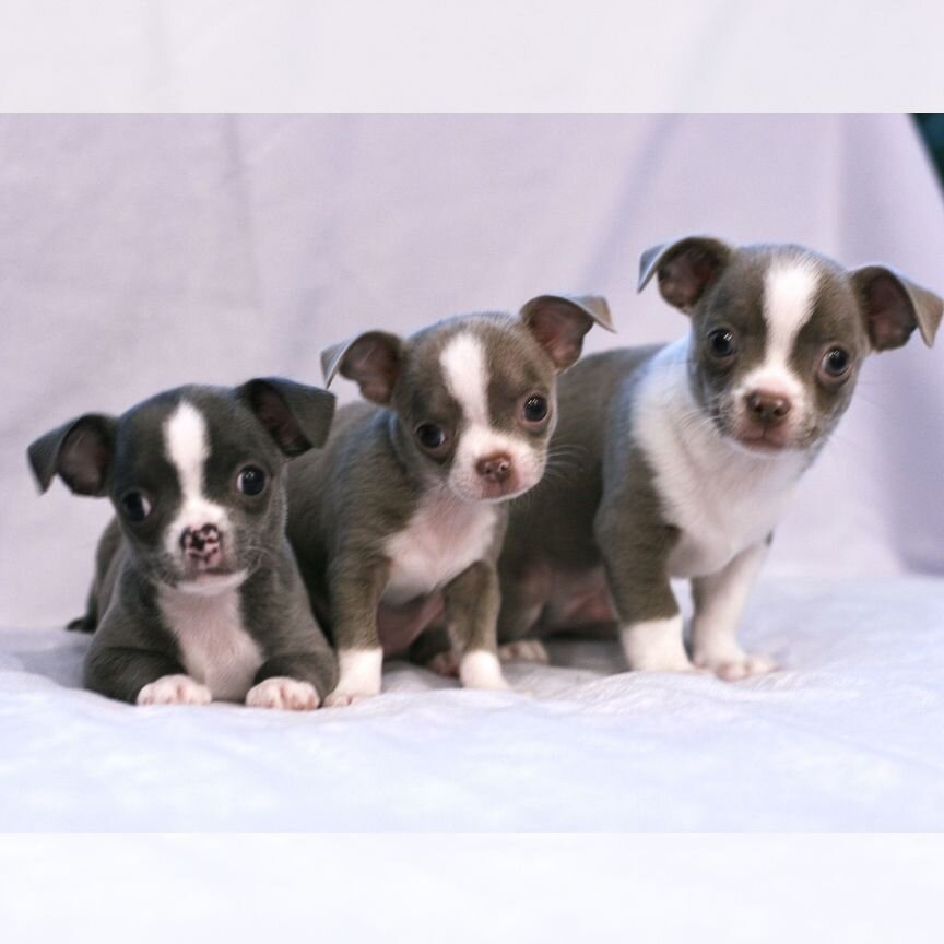 Чихуахуа, щенок